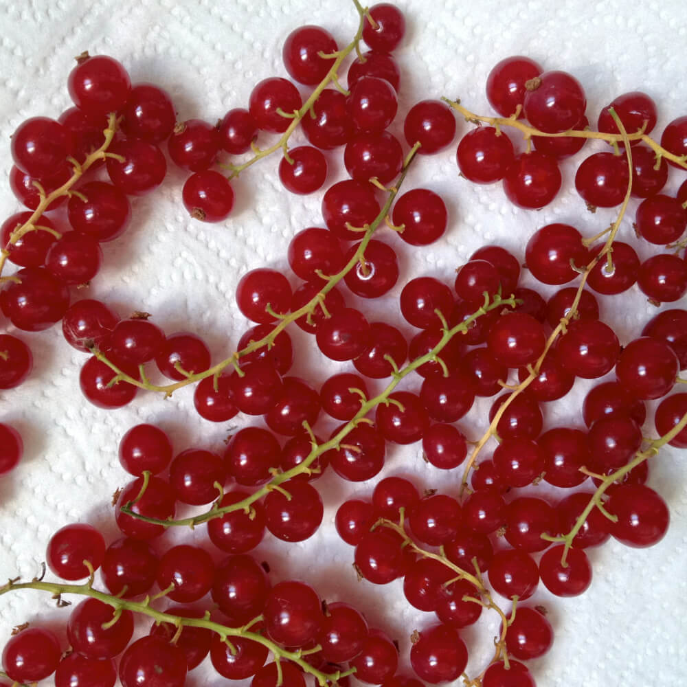 Fruits cristallisés: groseilles, geranium rosat, fruits givrés, des ...